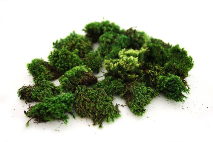 Premium Preserved Clump Moss - Small Pieces (1 lb) | Artisan Natura